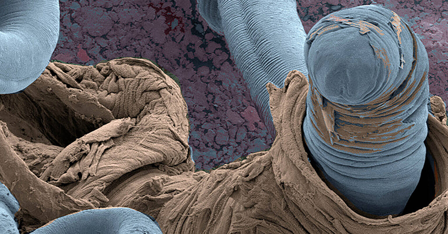 UK-wide schools genomics project launched to help solve global parasite ...